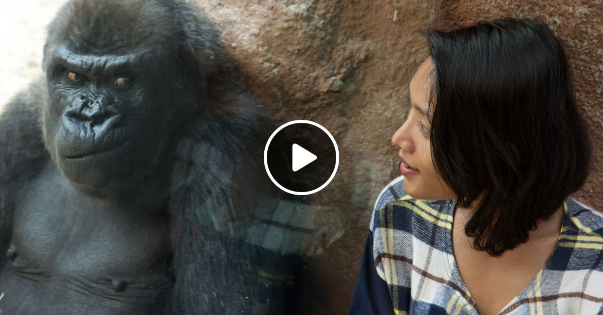 Ann Gauger Puts Ape-to-Man Evolution Under the Microscope by ...