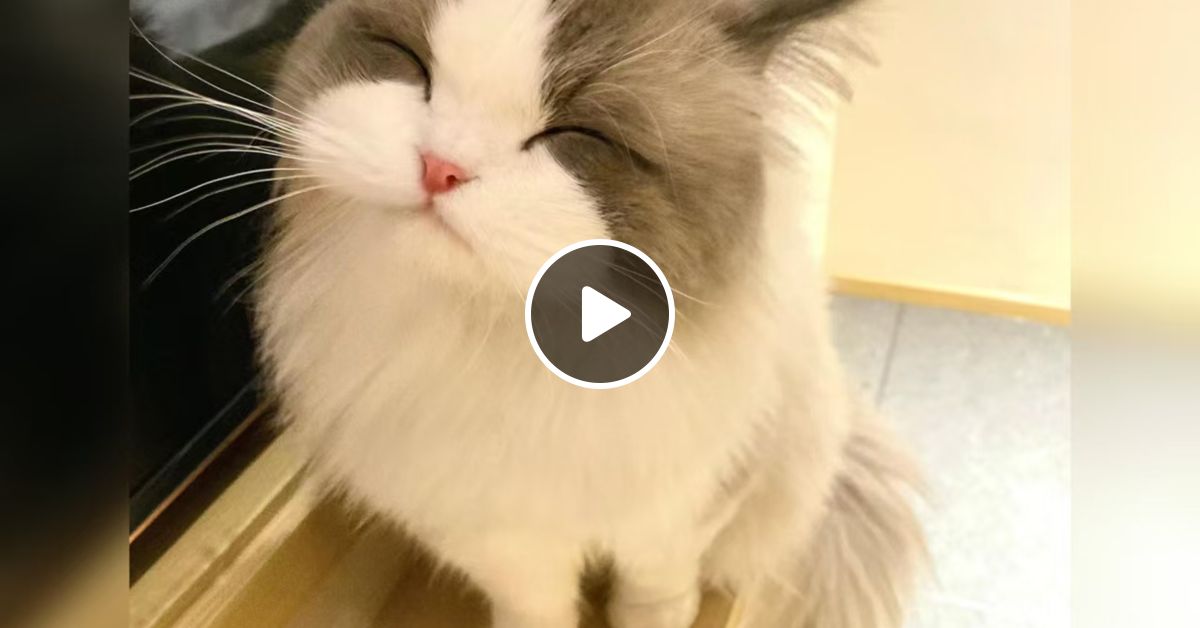 DJ'YE【VINCENT Private Mix'25 V5 VVIP】《攬佬 SKAI ISYOURGOD - 八方來財 X 王靖雯不胖 ...