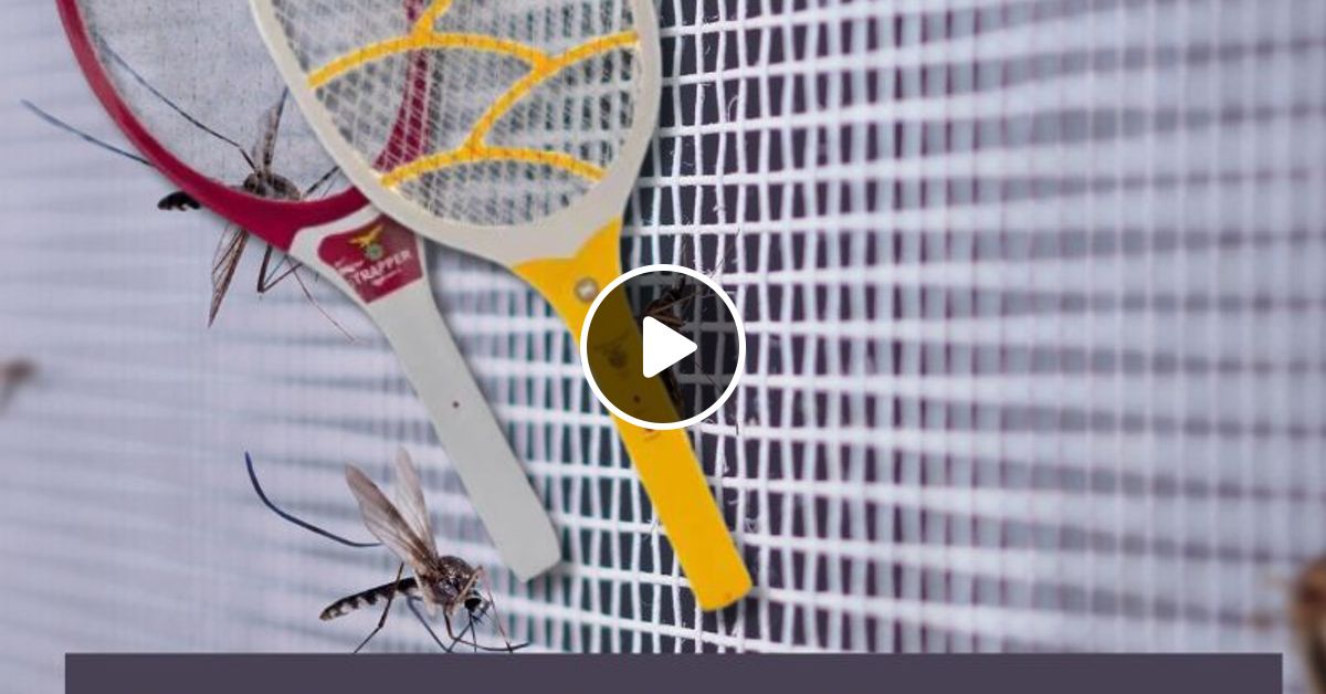 The Ultimate Guide to Choosing the Best Mosquito Bat for Your Home by ...