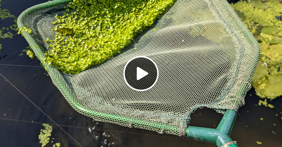 Virtual Crates 162 - Duckweed by Virtual Crates | Mixcloud