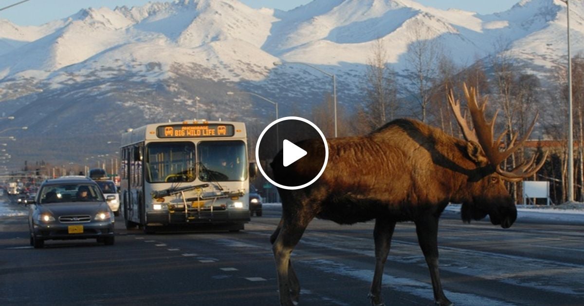 All Access with Rick Stuart Episode 12 MOOSE! Out in the Streets! by ...