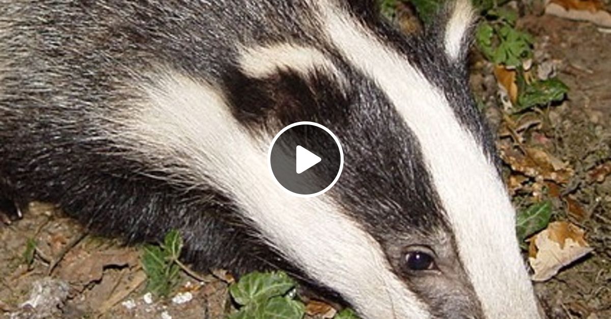 Benny Badger - Chapter 1 - Part 6 by History of England Radio | Mixcloud