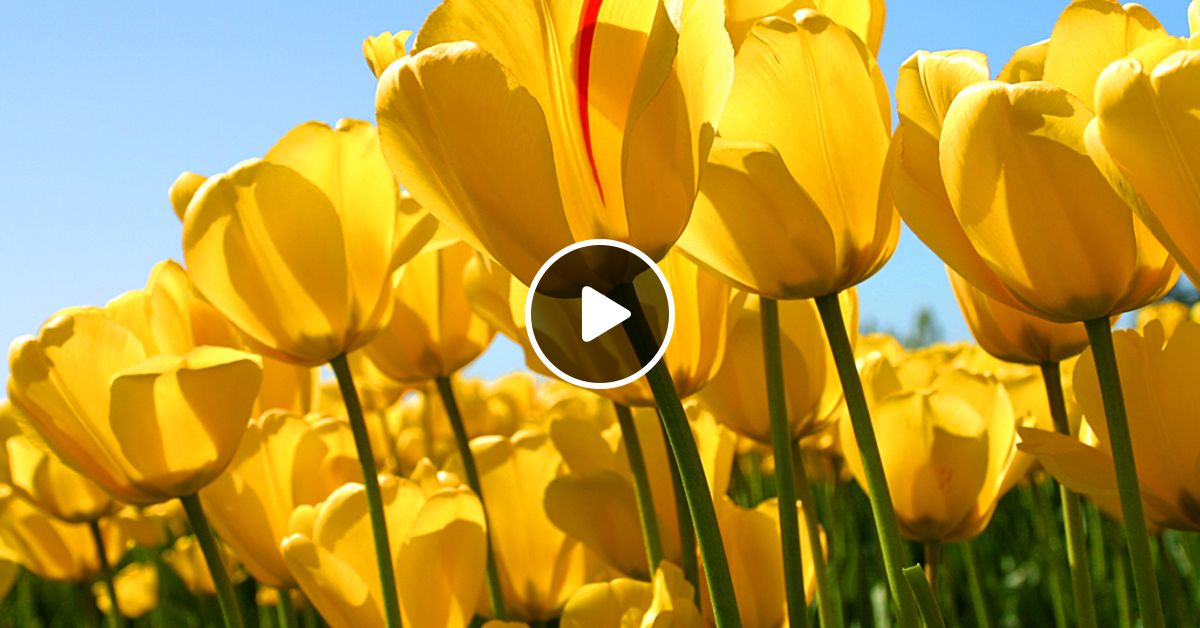 Laura Locke Home Run 2 June 2020 by Felixstowe Radio | Mixcloud