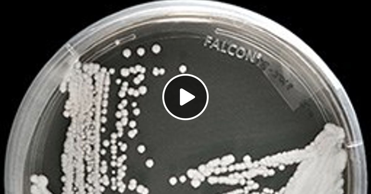 Superbug fungus spreading across the world by AM - Individual Items ...