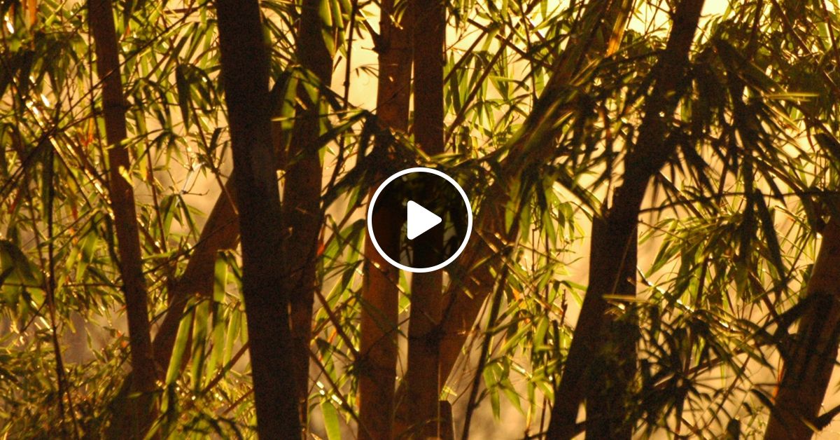 Metáfora el Bambú y el Ser Humano by BIOMINUTO's Podcast | Mixcloud