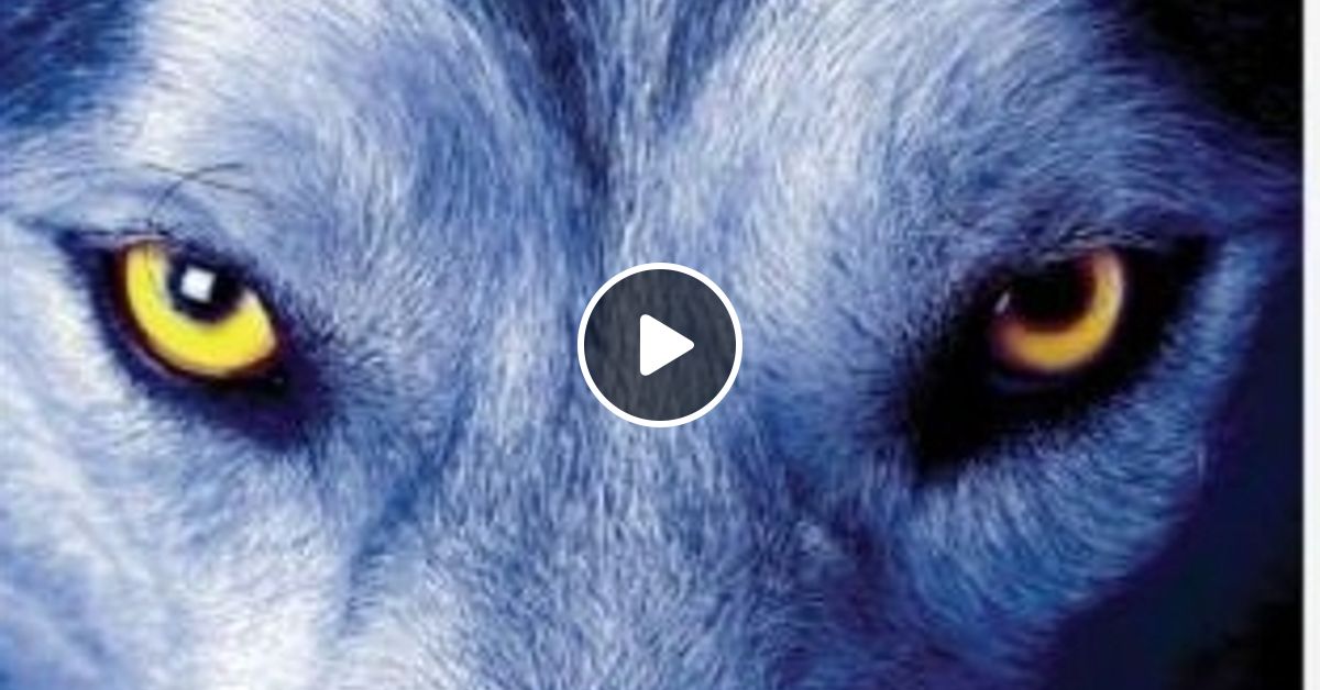 Animal Cruelty, Antisocial Behaviour, and Aggression -In conversation ...