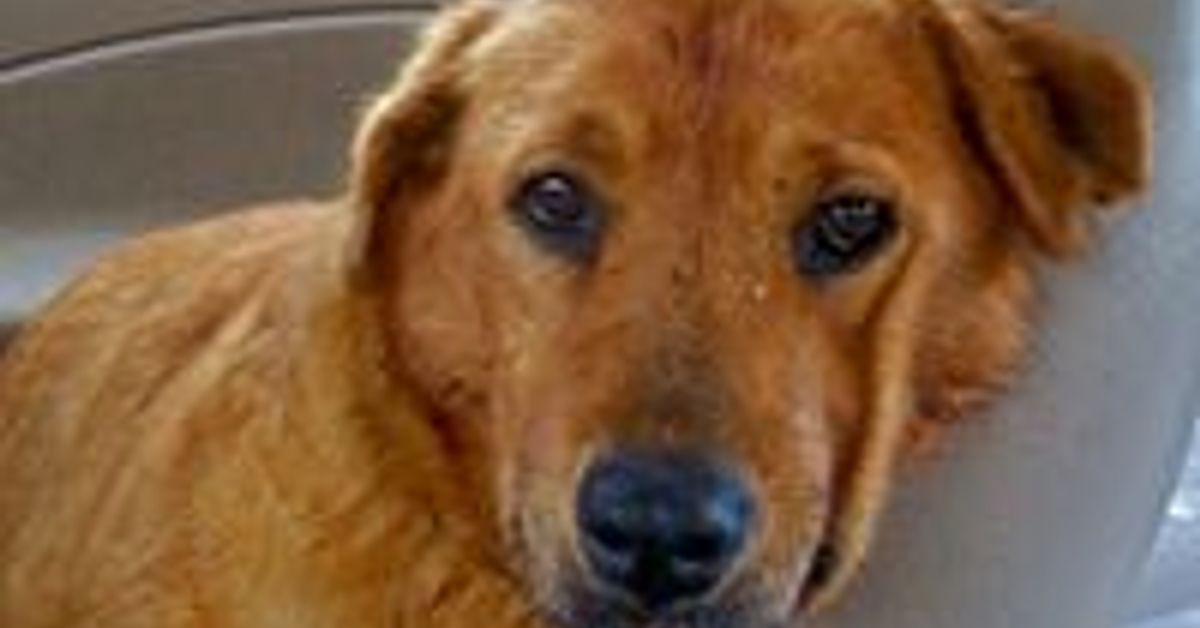 Randi Simon-Serey | Mixcloud