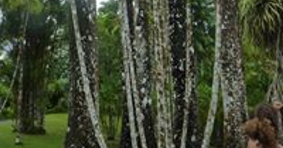 Nous Meme | Mixcloud