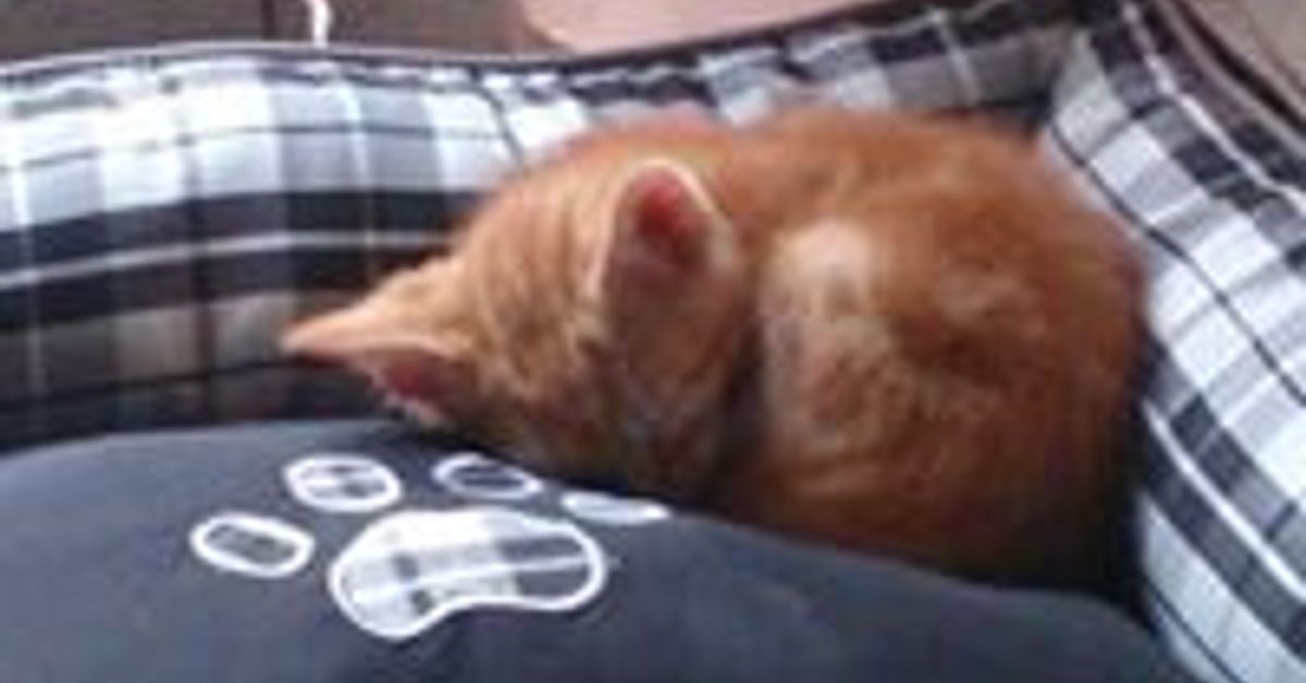 Tom Elke Gebruers' History | Mixcloud