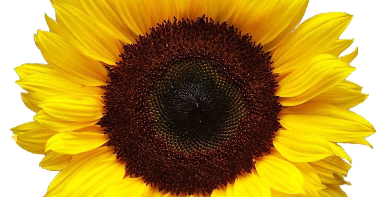 Insight Radio Show | Mixcloud