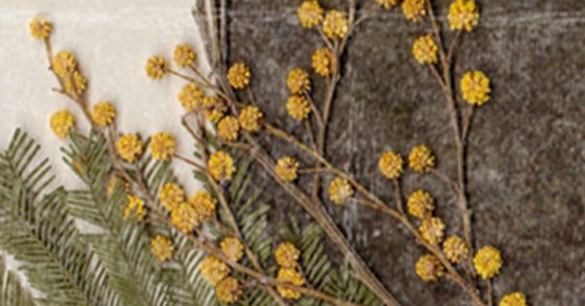 mimosa_labor's Stream | Mixcloud