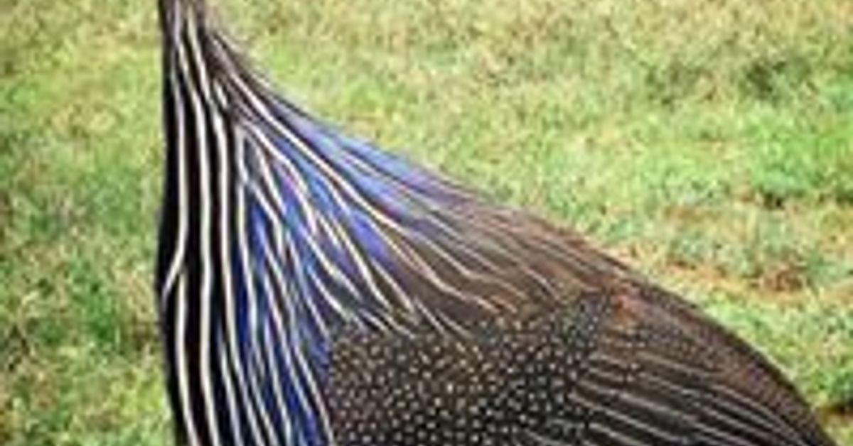 Escara Escara | Mixcloud