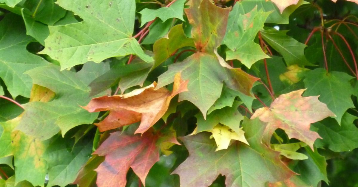 Bob Howden's Stream | Mixcloud