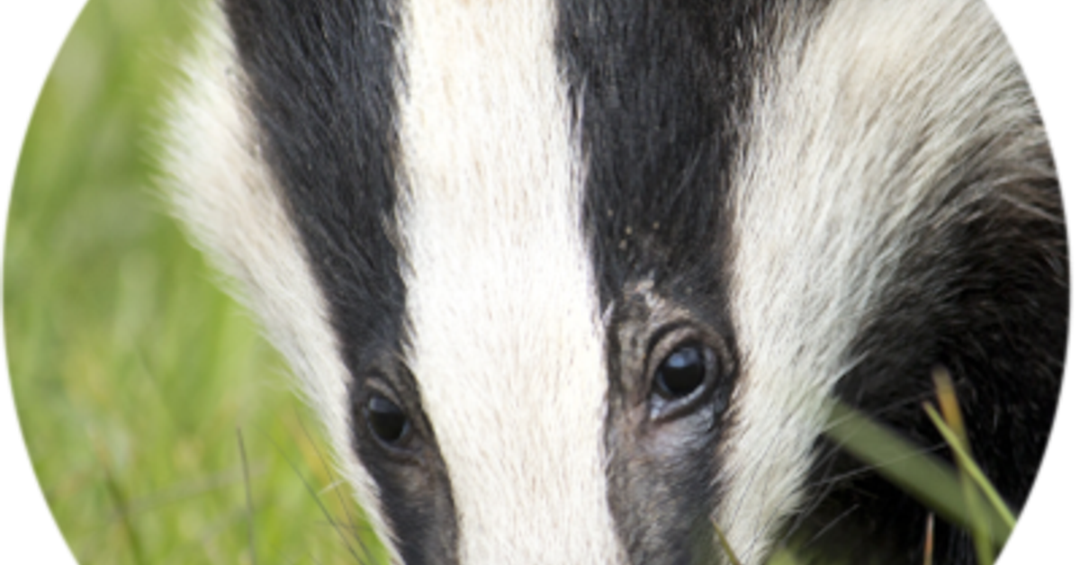 Mrs_Badger_Designs's Reposts | Mixcloud