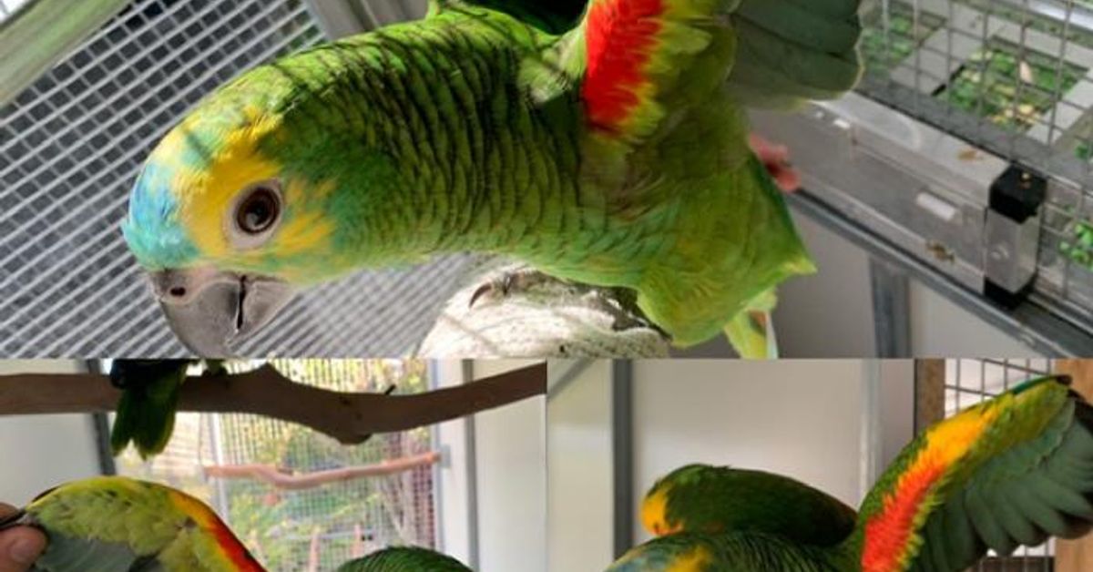 Jimmy Cyrus McVirus's Stream | Mixcloud