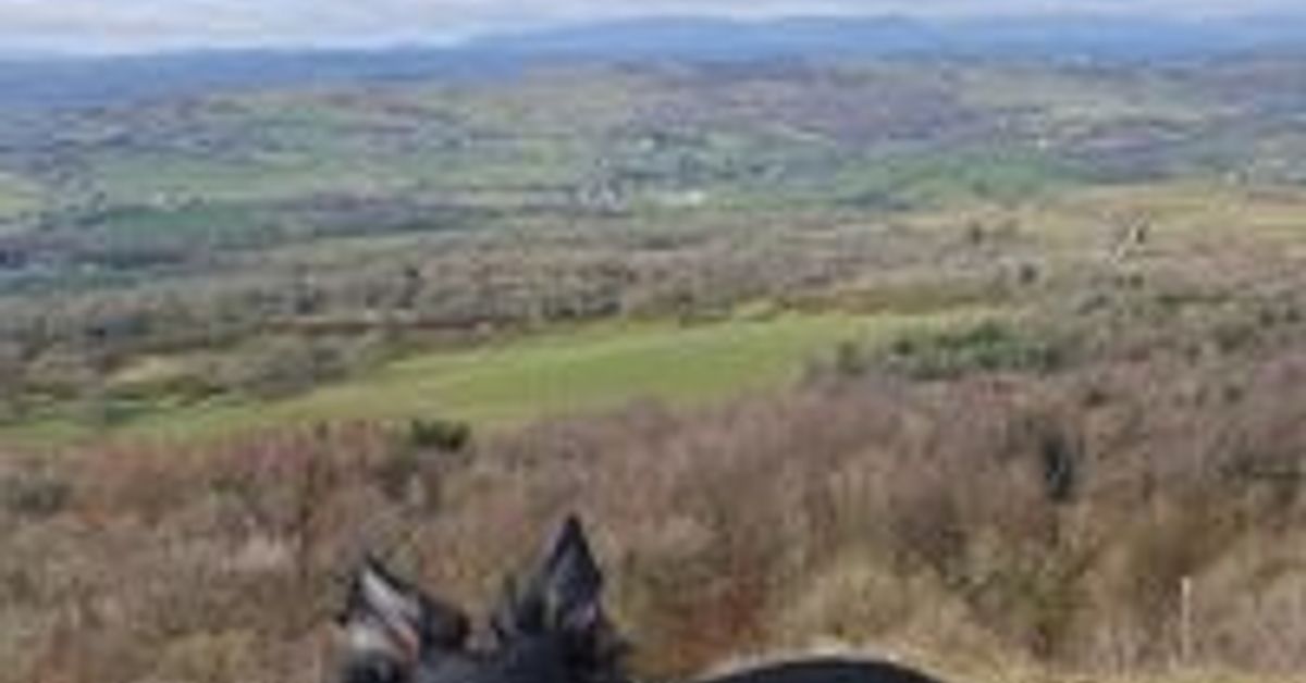 Poppy Borderline-Collie's History | Mixcloud