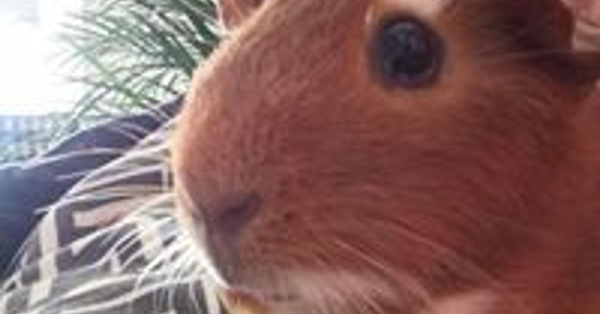 Holly Jane Pelling | Mixcloud