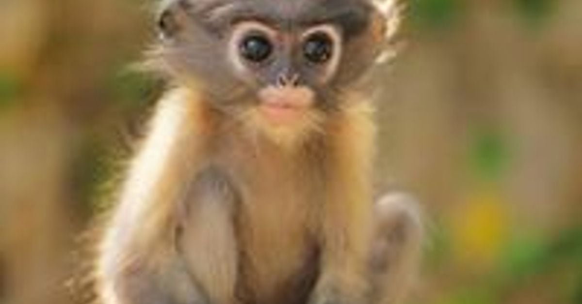 Monito Cilindrero | Mixcloud