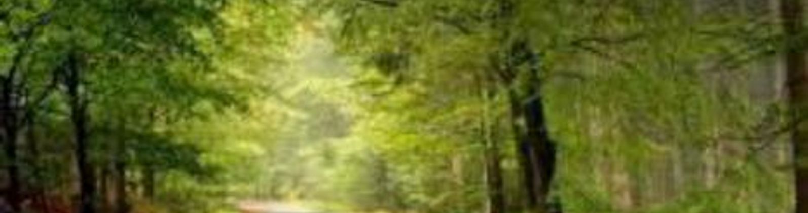 Nicholas Dematteis's Reposts | Mixcloud