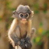 Monito Cilindrero's Shows | Mixcloud