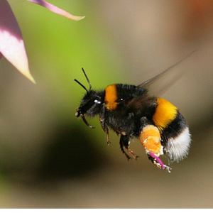Sound Escape 19: The hum of busy bumble bees by BBC Countryfile ...