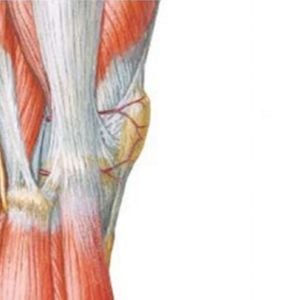 Episode 134 - Jill Cook, part 1: A Continuum Model of Tendon Pathology ...