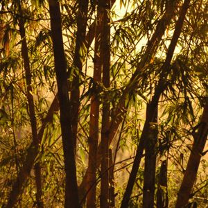 Metáfora el Bambú y el Ser Humano by BIOMINUTO's Podcast | Mixcloud