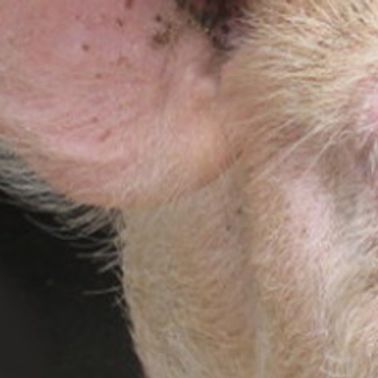 Interview Gerry Boland of Animals Behind Closed Doors on Kinvara ...