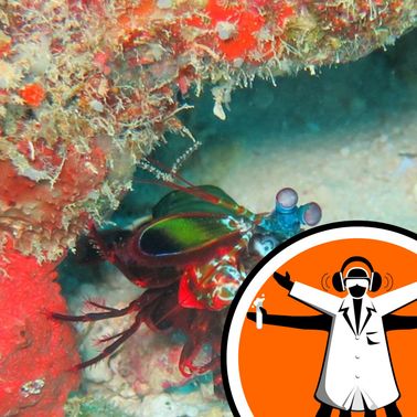 Camera based on shrimp eye sees cancer cells by Naked Scientists ...