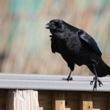 Spark Bird: Kaeli Swift and the Rooftop Crows by BirdNote | Mixcloud