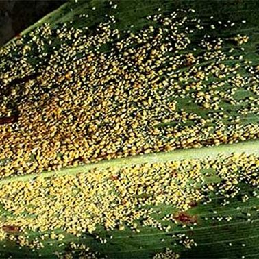 Talking Crops Podcast: Managing Sugarcane Aphids with Transform – Drew ...