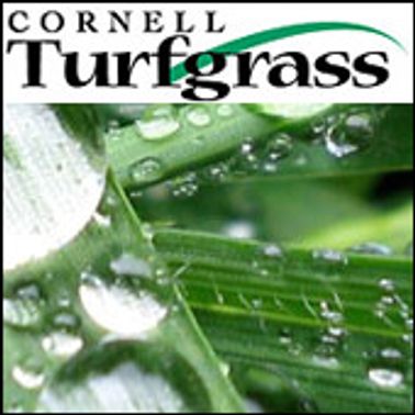 Pests, weeds and stress: Chinch bugs, clover, cyanobacteria, root pathogens and more. by Cornell ...