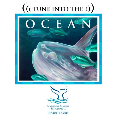 Dr. Tierney Thys-Marine Biologist/Filmmaker: Everything you wanted to ...