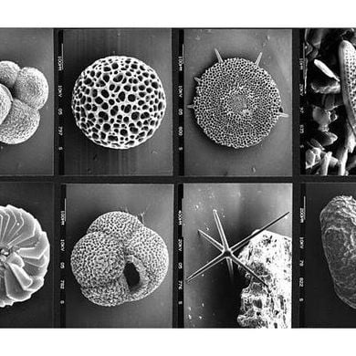 Fine Art of Paleontology - Microfossils by Natures Talk Show | Mixcloud