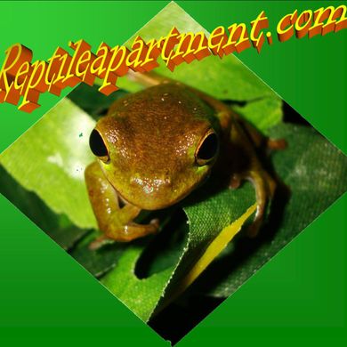 Episode 5 Interview with an Expert Robert Applegate of Applegate ...