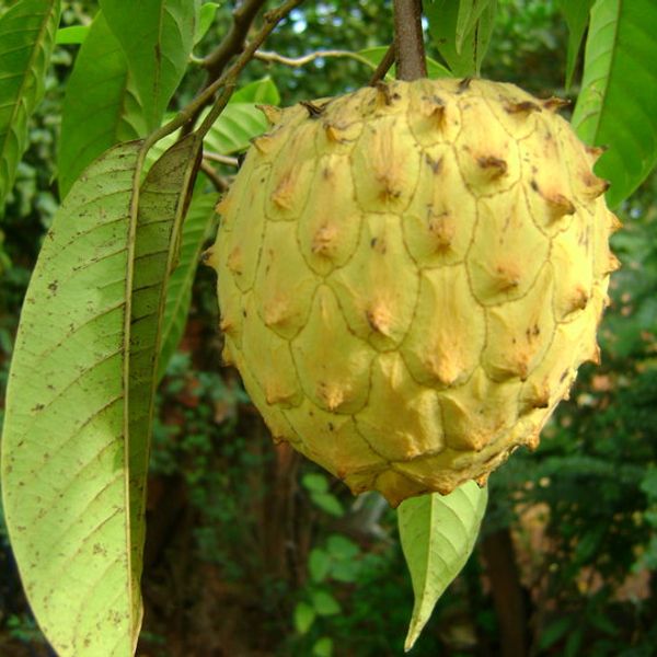 Araticú Session by DJGonzalez | Mixcloud