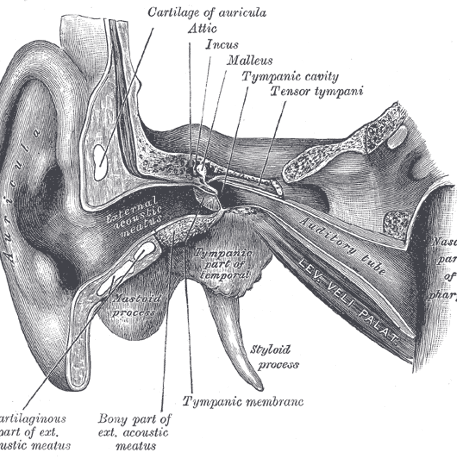 Tympanic Cavity by madebyrobot | Mixcloud