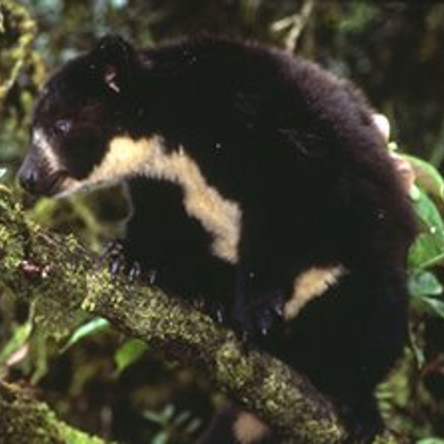 Dingiso by Culture Cuts | Mixcloud